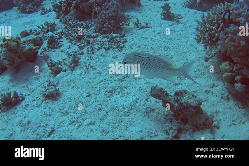 Arabian threadfin bream in tropical Stock Videos & Footage - HD and 4K ...