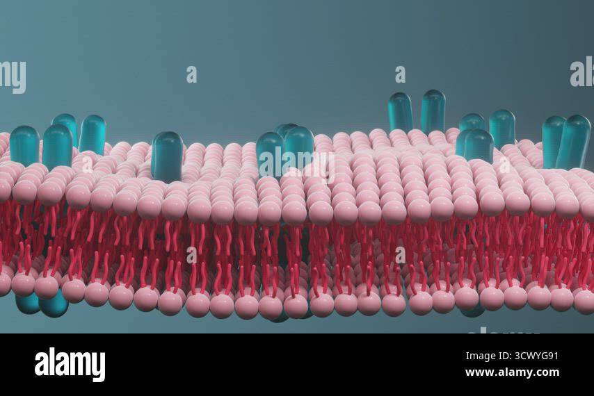 Cytomembrane biology life health 3d Stock Videos & Footage - HD and 4K ...