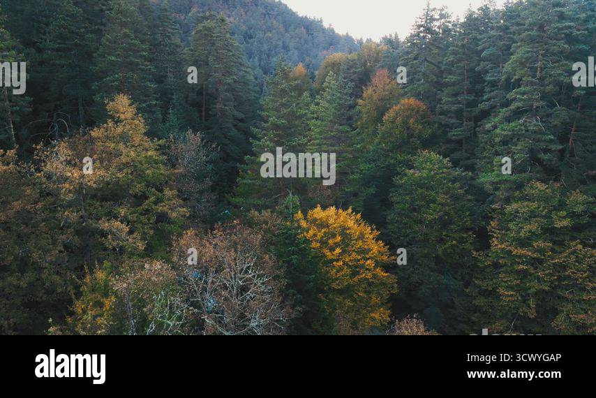 Flying over fascinating trees in gorgeous lush dense forest. Mountain ...