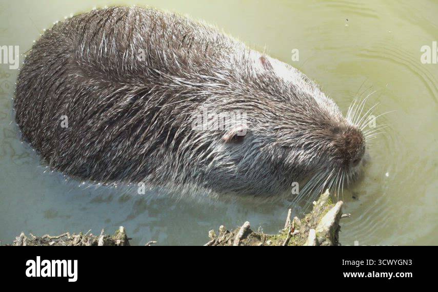 Canadian beaver castor canadensis Stock Videos & Footage - HD and 4K ...