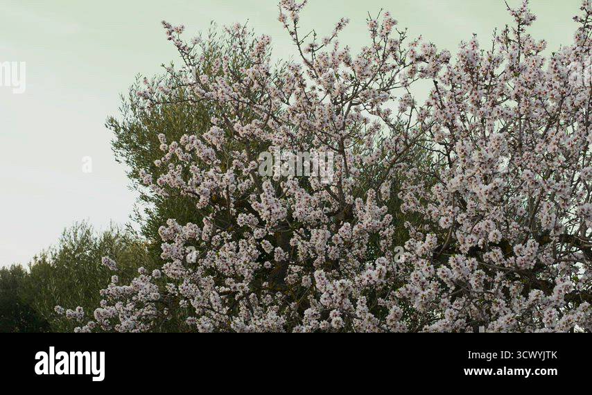 Almond tree in bloom Stock Videos & Footage - HD and 4K Video Clips - Alamy