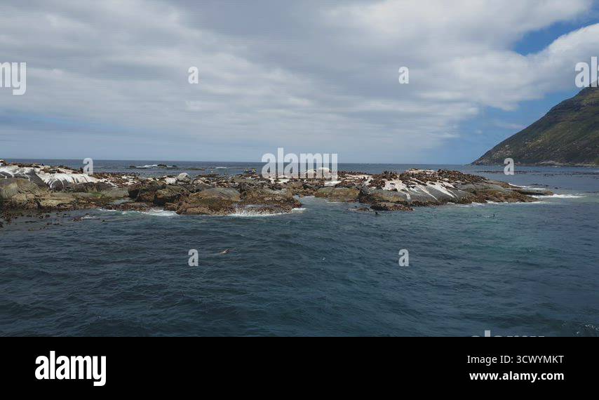 Hout bay seal island Stock Videos & Footage - HD and 4K Video Clips - Alamy