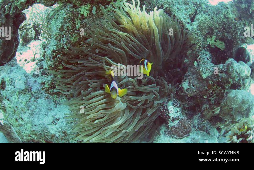 Pair anemone fish in tropical Stock Videos & Footage - HD and 4K Video ...