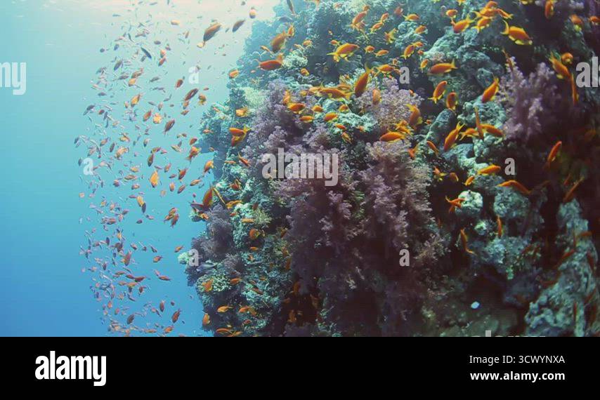 Tropical coral reef shoals fish Stock Videos & Footage - HD and 4K ...