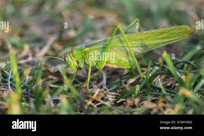 Big green locust female lays eggs Stock Video Footage - Alamy