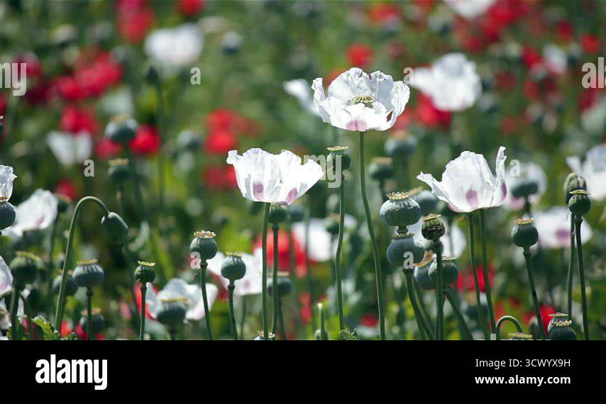White poppy flower field Stock Videos & Footage - HD and 4K Video Clips ...