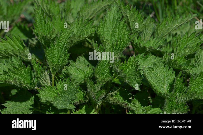Close up fresh green nettle leaves background Stock Video Footage - Alamy