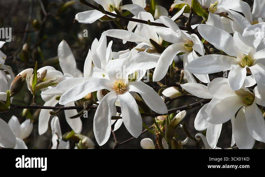White magnolia flowers in the wind, close up Stock Video Footage - Alamy