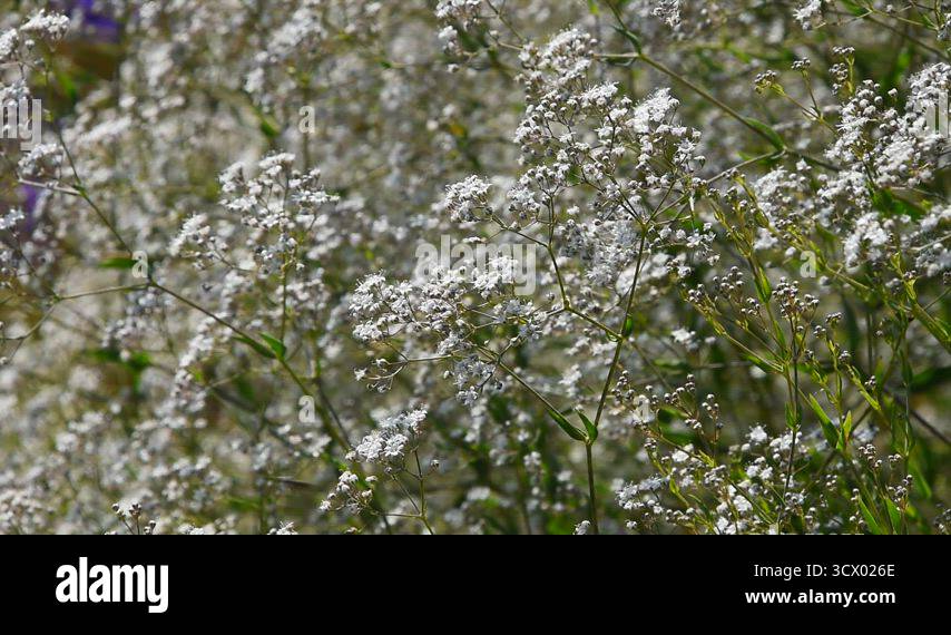 Gypsophila paniculata common white flowers Stock Video Footage - Alamy