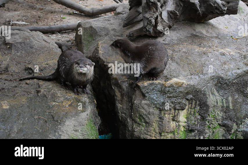 Several river otters run and scream on rocks Stock Video Footage - Alamy