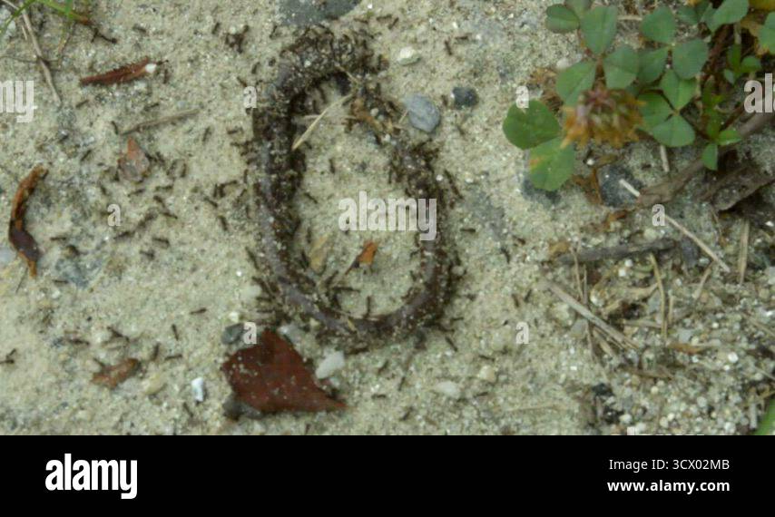 Worm corpse Stock Videos & Footage - HD and 4K Video Clips - Alamy