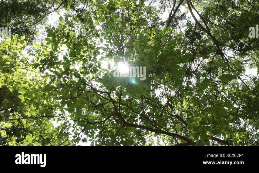 Green tree sun light Stock Videos & Footage - HD and 4K Video Clips - Alamy