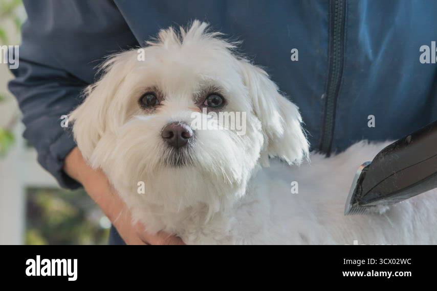 Adorably winking cute white dog Stock Video Footage - Alamy