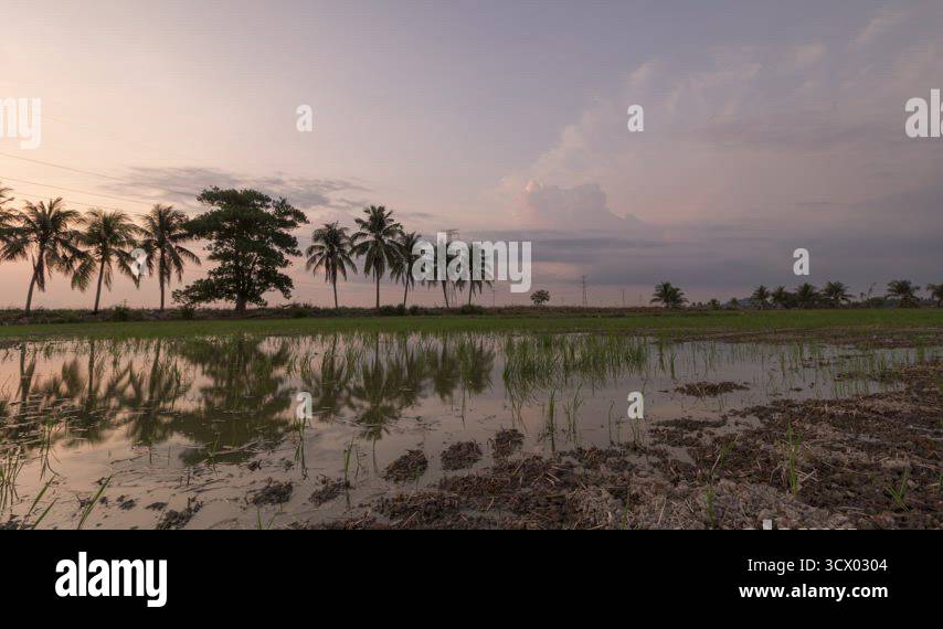 Timelapse sunset reflection a row of coconut tree Stock Video Footage ...