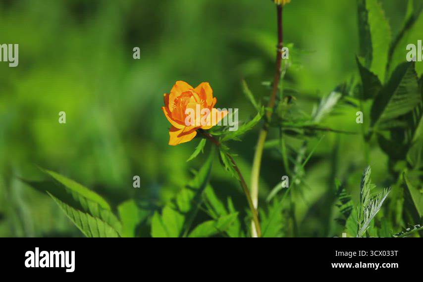 Red listed Stock Videos & Footage - HD and 4K Video Clips - Alamy