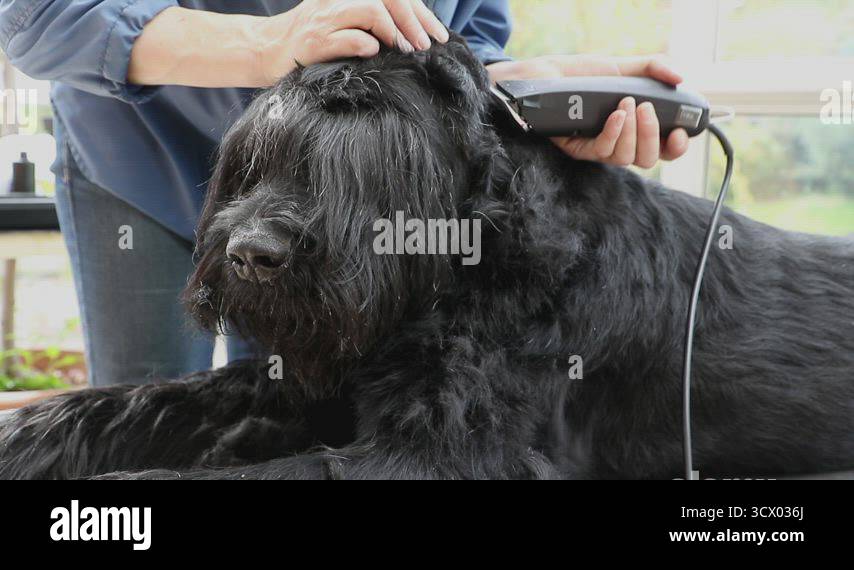 Grooming giant black schnauzer dog Stock Videos & Footage - HD and 4K ...