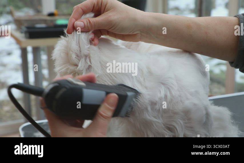 Electric dogs Stock Videos & Footage - HD and 4K Video Clips - Alamy