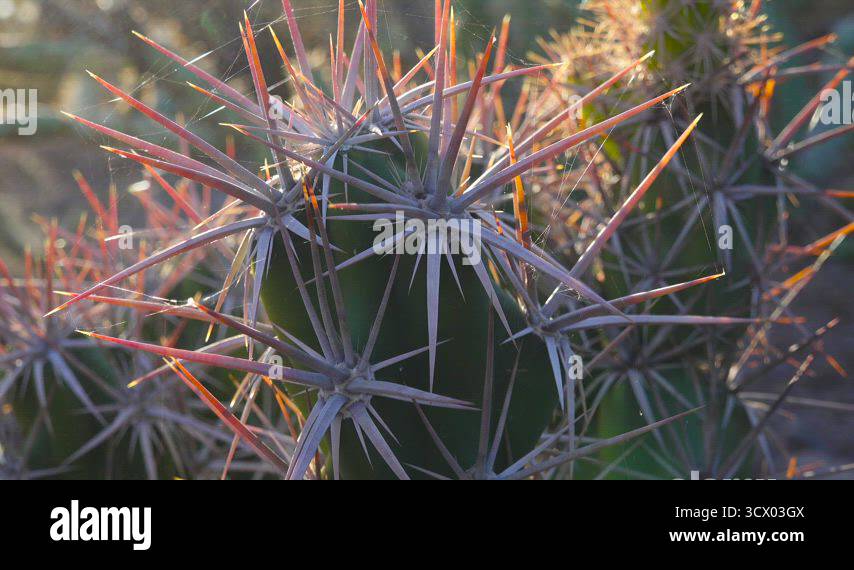Cacti (Grusonia kunzei). Long cactus spines close up. Arizona Stock ...