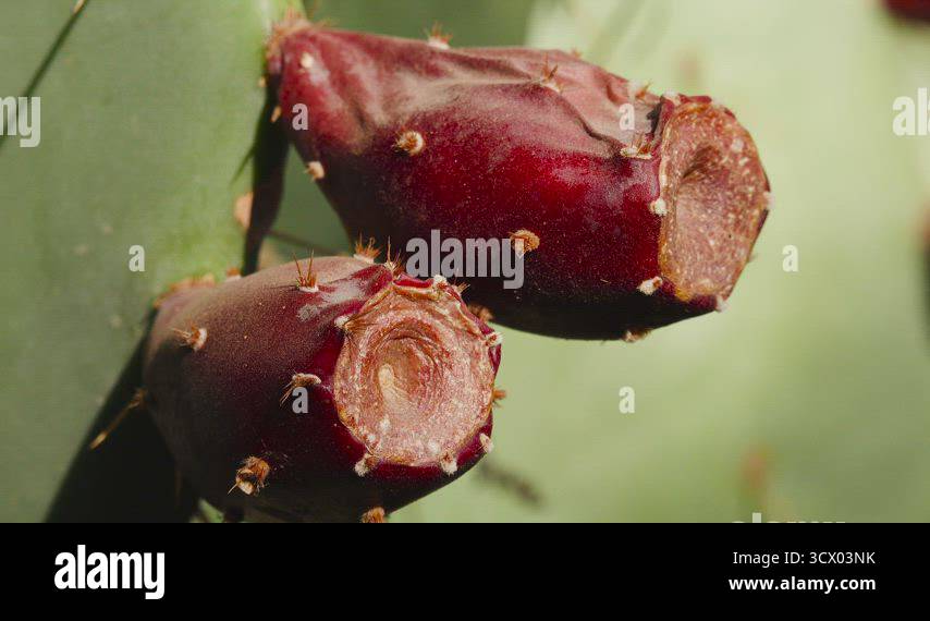 Opuntia sp. Red cactus fruits of prickly pear. Arizona, USA Stock Video ...