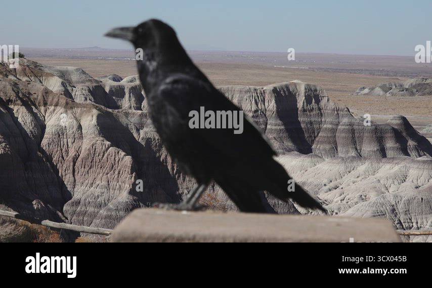 Raven portrait petrified forest Stock Videos & Footage - HD and 4K ...