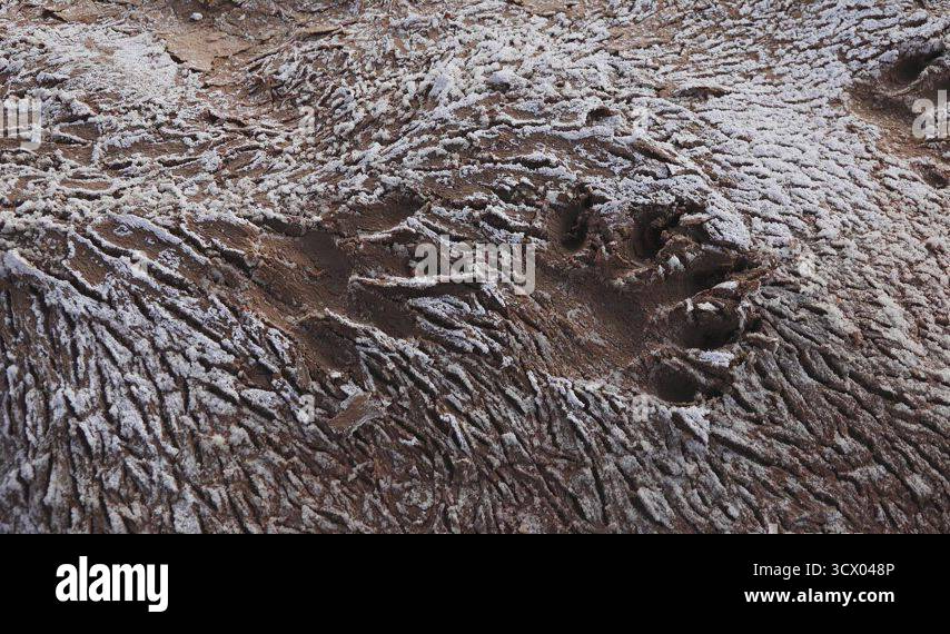 Traces of a wild animal on cracked red clay with white salt on a ...