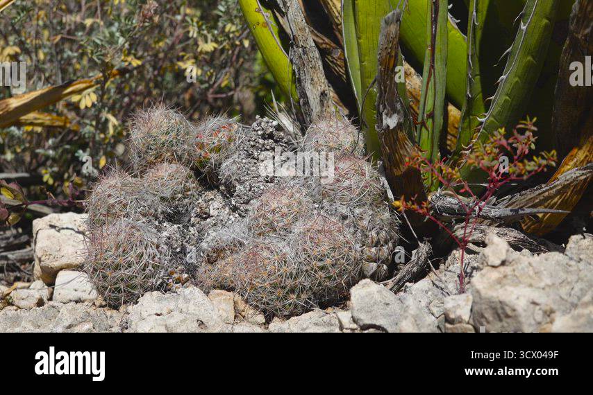 Cacti of West and Southwest USA. Cob beehive cactus, white-column ...