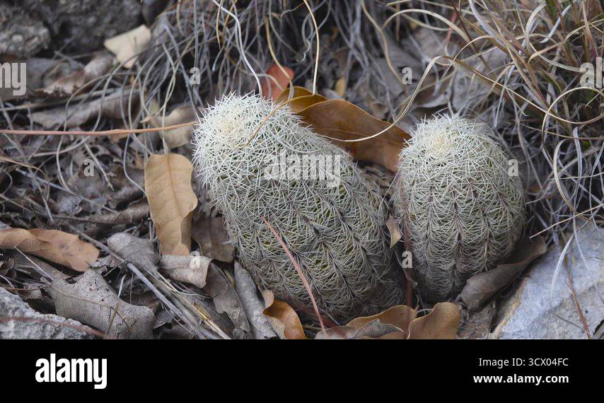 Cacti of West and Southwest USA. Brown flowered cactus, green-flowered ...