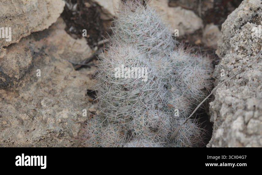 Cacti of West and Southwest USA. Cob beehive cactus, white-column ...