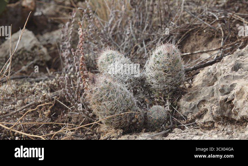 Cacti of West and Southwest USA. Cob beehive cactus, white-column ...