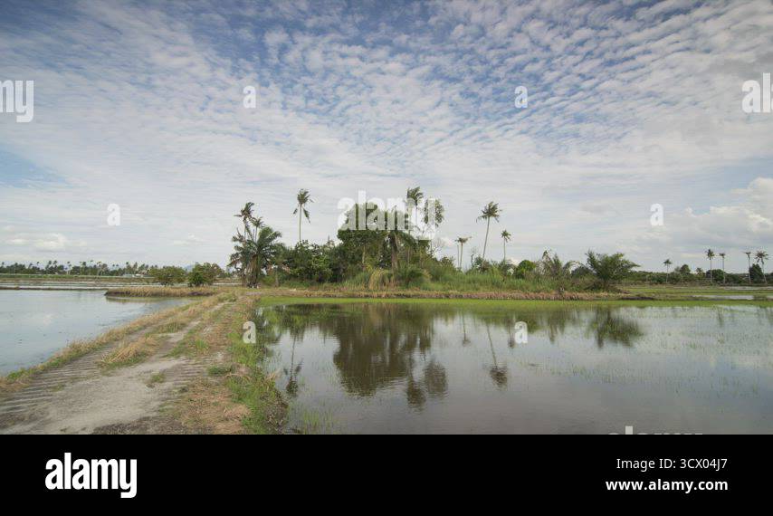 Timelaspe row of coconut trees at the tropical plantation Stock Video ...