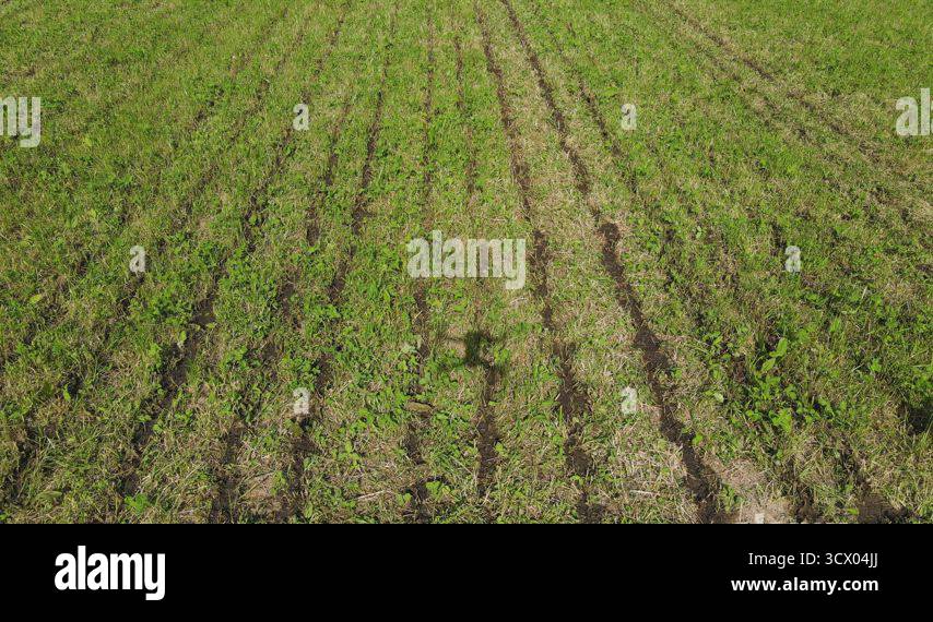 Drone shot of a file of crope and manure. Shot from above Stock Video ...