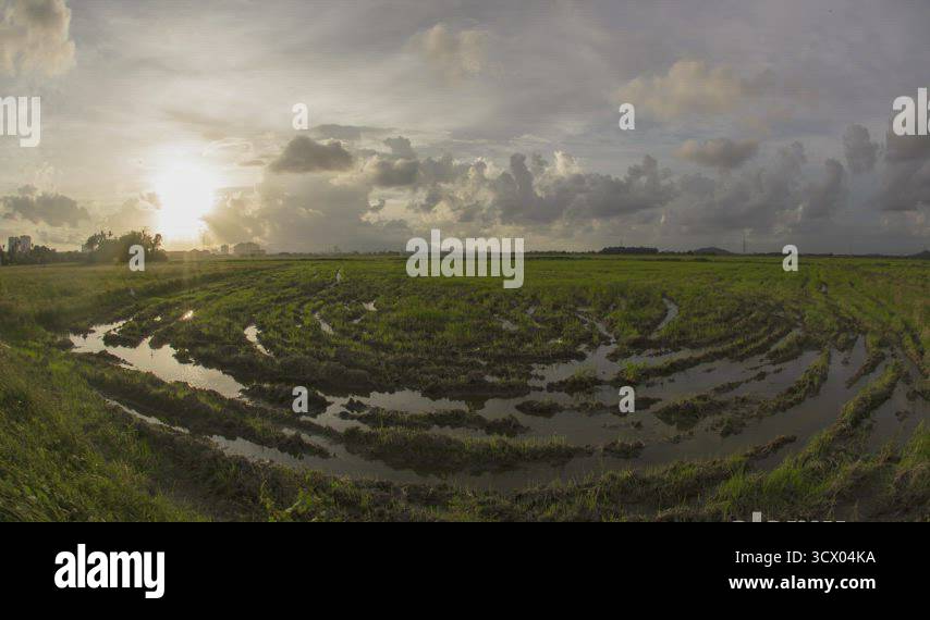 Timelapse sunset spiral curve in the paddy field Stock Video Footage ...