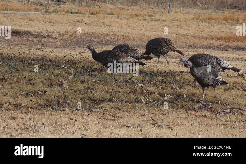 The wild turkey (Meleagris gallopavo (Galliformes) is an upland ground ...