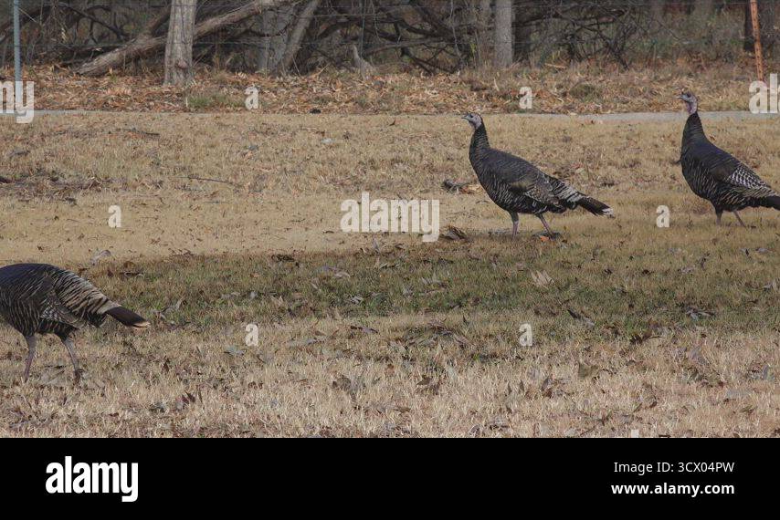 The wild turkey (Meleagris gallopavo (Galliformes) is an upland ground ...