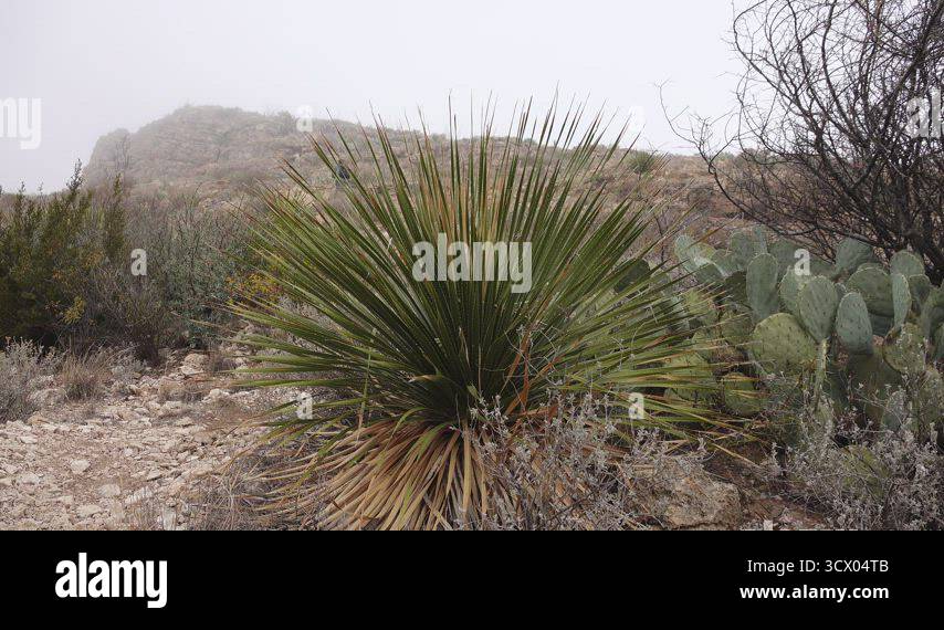 Cacti of West and Southwest USA. A man examines desert plants. Nature ...