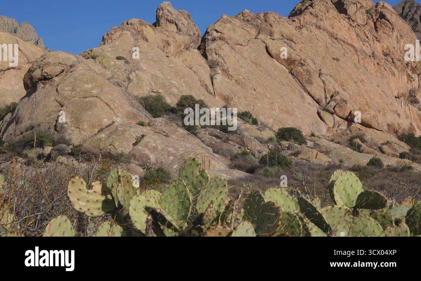 Prickly pear cactus (Opuntia), Saguaro National Park, Arizona, USA ...