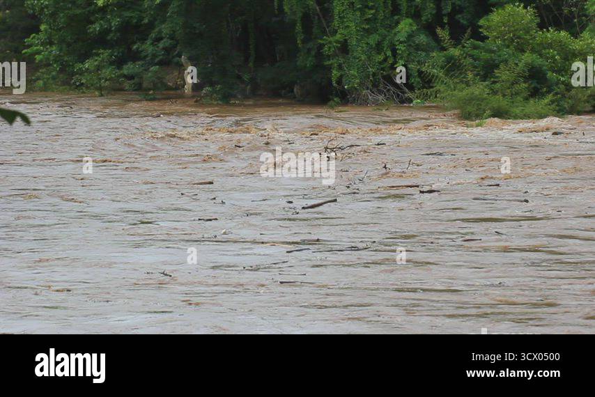 Flooding in forest during the rainy season. The cause of flooding was ...