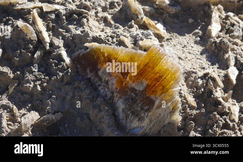 Large crystals of gypsum in clay, in the Arizona desert near the salt ...