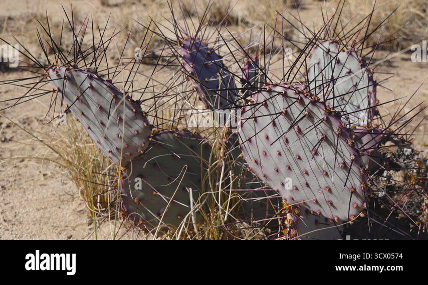 Cacti in the Arizona desert. Purple prickly pear, black spine prickly ...