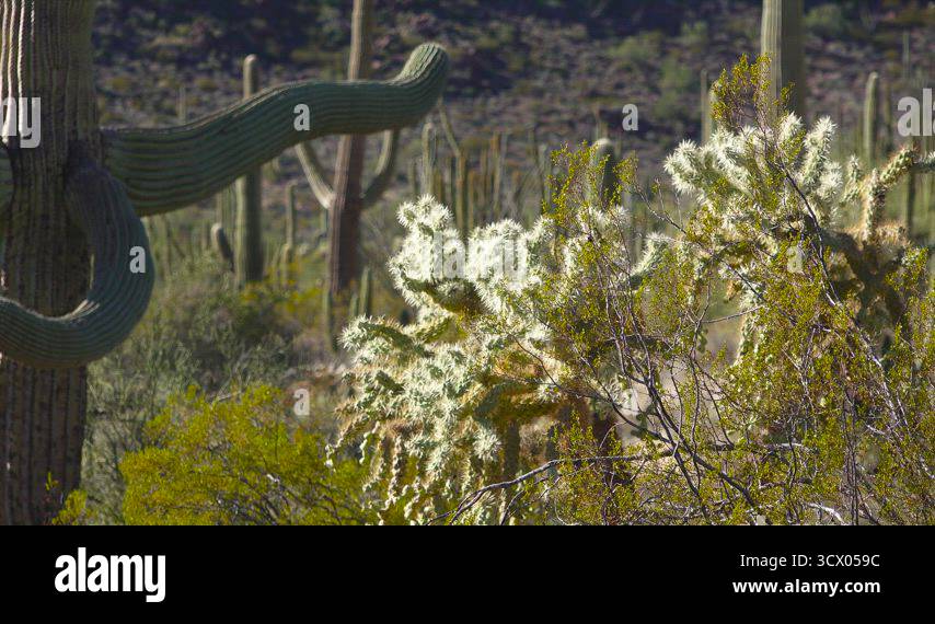 Typical desert landscape with cacti in Organ Pipe Cactus National ...