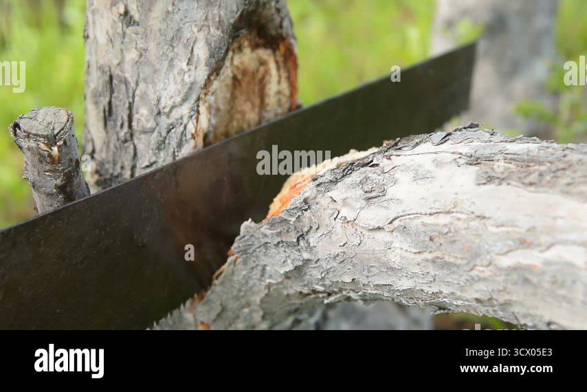 Gardener cutting tree branch saw Stock Videos & Footage - HD and 4K ...