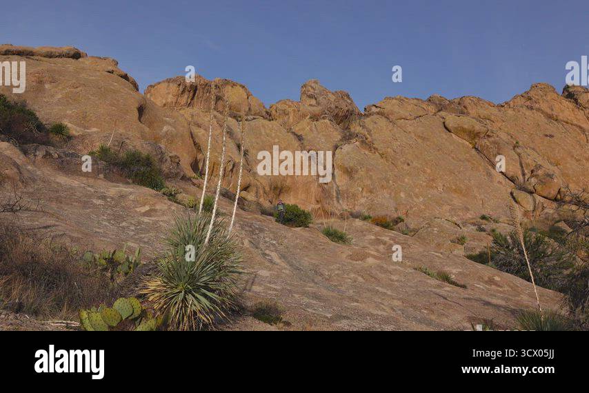 A photographer takes pictures of cacti in the Arizona desert. Purple ...