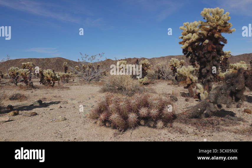 Cholla Cactus Garden at Joshua Tree National Park. Teddy bear cholla ...