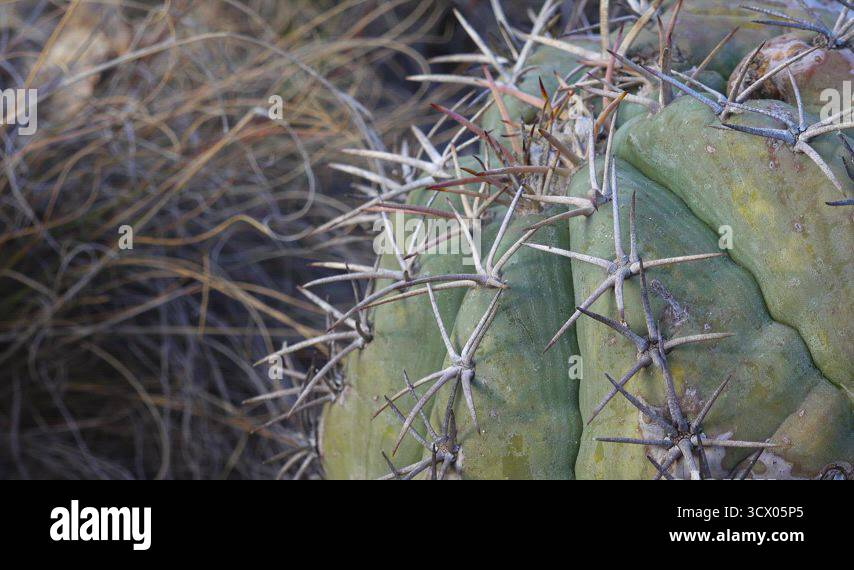Cacti of West and Southwest USA. Eagle claws, Turk's head, devil's head ...