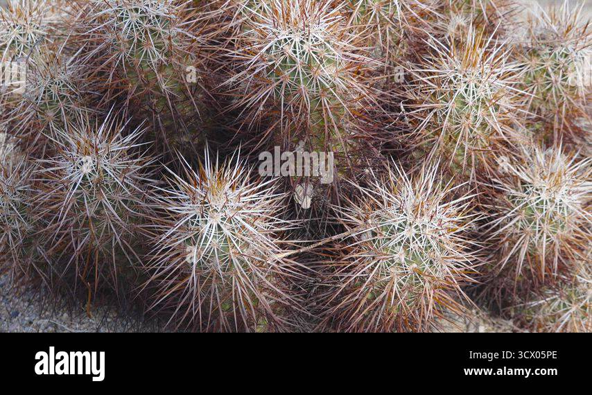 Cacti in the Arizona desert. Arizona claret-cup cactus, Arizona ...