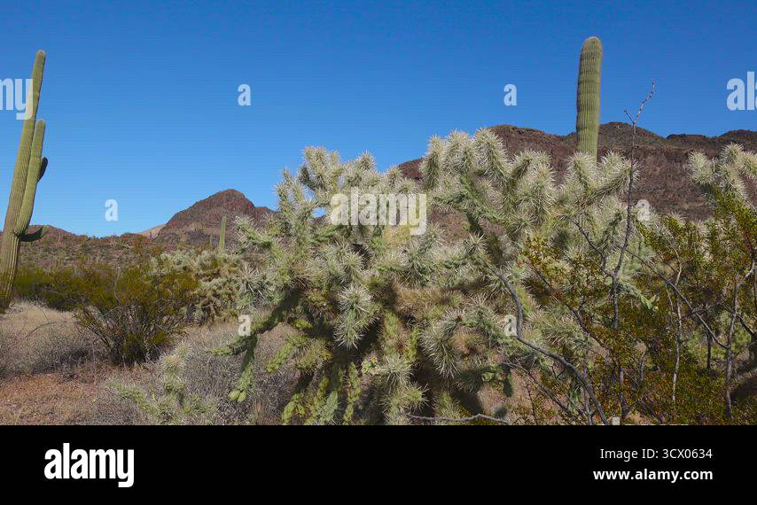 Desert landscape with cacti, in the foreground a cactus Cylindropuntia ...