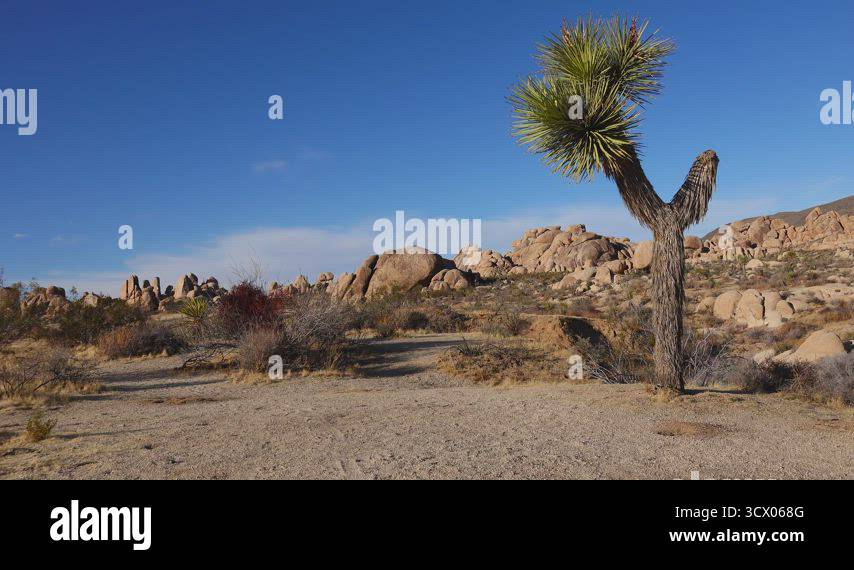A panoramic view in Joshua Tree National Park. Joshua Tree (Yucca ...