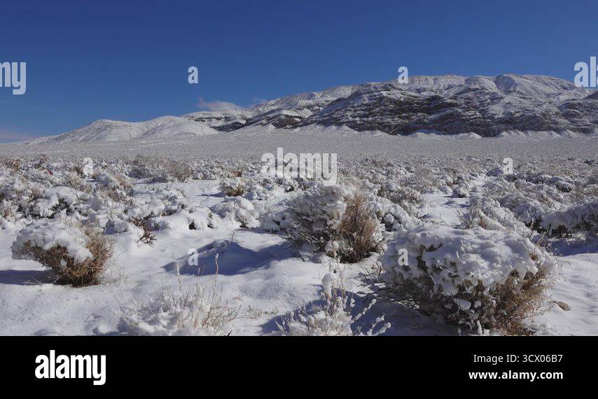 Snow cyclone, snow on desert plants on a mountain pass near Death ...