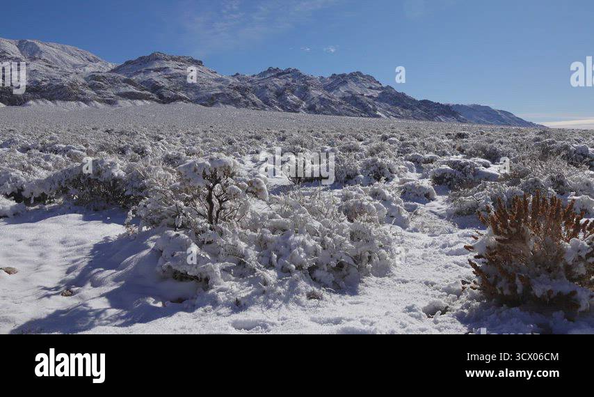 Snow cyclone, snow on desert plants on a mountain pass near Death ...