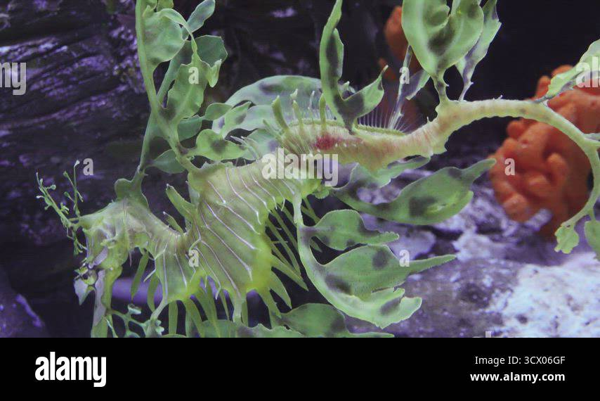 Leafy Seadragon (Phycodurus eques) swims in a saltwater aquarium, USA ...